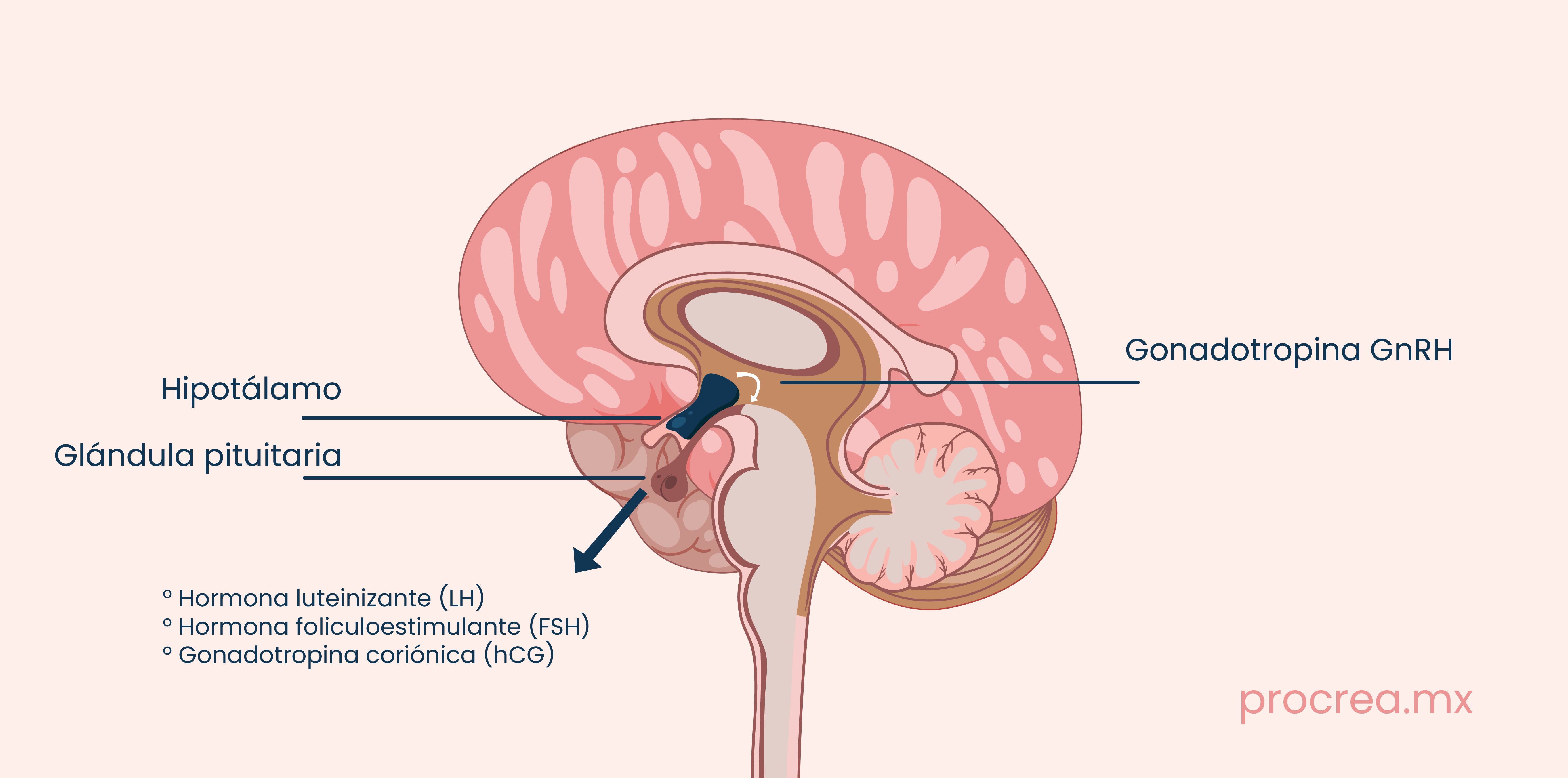 ¿Qué es la gonadotropina? | Procrea